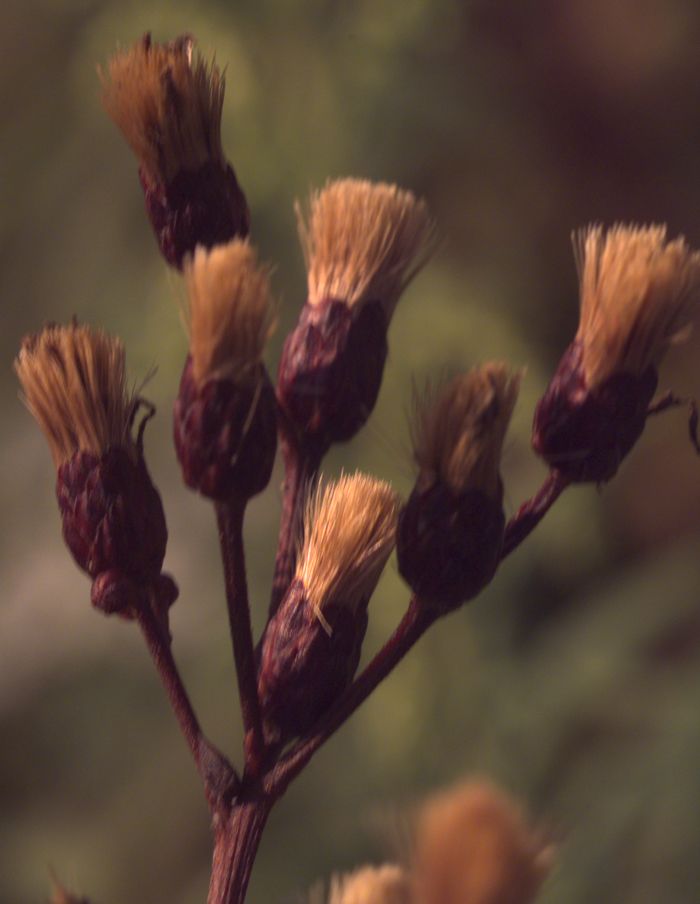 Assa peixe (Vernonia polyanthes)