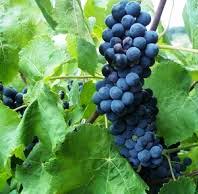 Uva (Vitis spp)