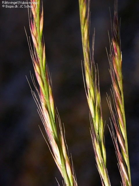 Fetusca (Vulpia myuros)