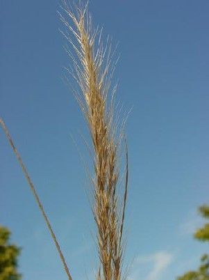 Fetusca (Vulpia myuros)