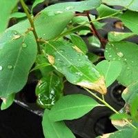 Bacteriose (Xanthomonas axonopodis)