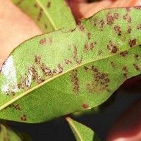 Bacteriose (Xanthomonas axonopodis)