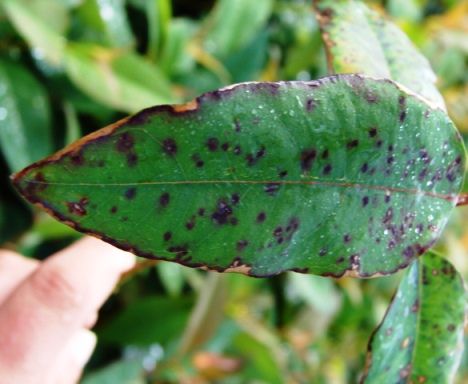 Bacteriose (Xanthomonas axonopodis)