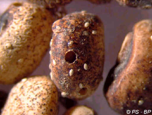 Caruncho do feijão (Zabrotes subfasciatus)