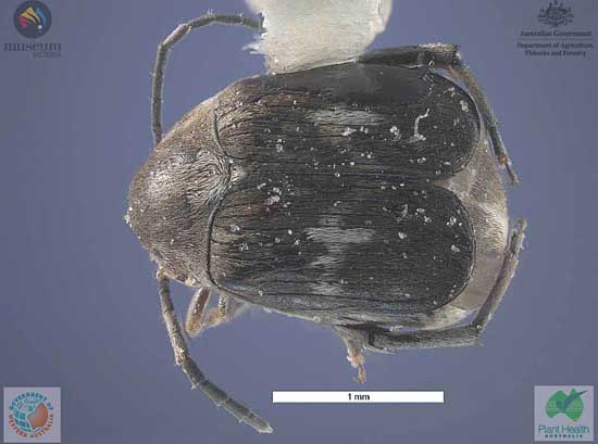 Caruncho do feijão (Zabrotes subfasciatus)