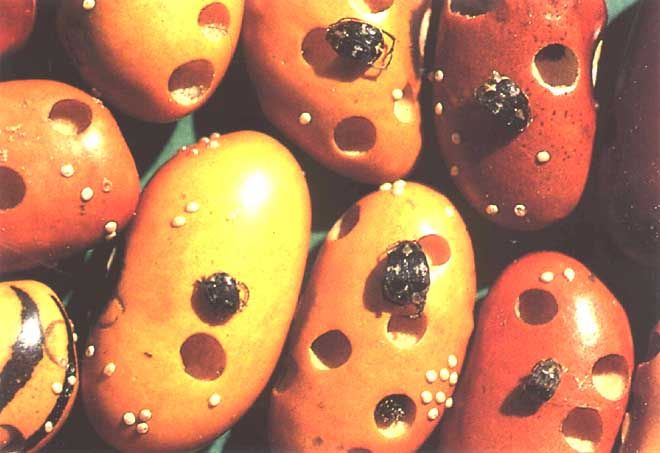 Caruncho do feijão (Zabrotes subfasciatus)