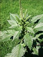 Amarantus (Amaranthus palmeri)