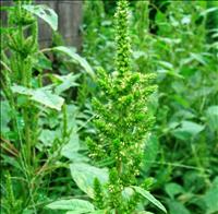 Amarantus (Amaranthus palmeri)