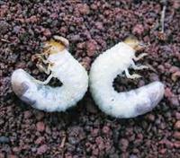 Coró da soja do cerrado (Phyllophaga capillata)